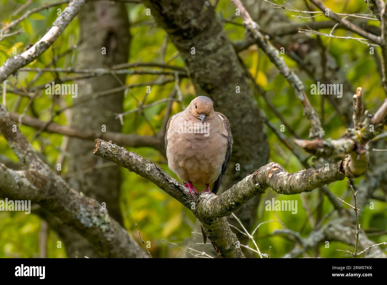 The mourning dove (Zenaida macroura). Bird known as the American ...