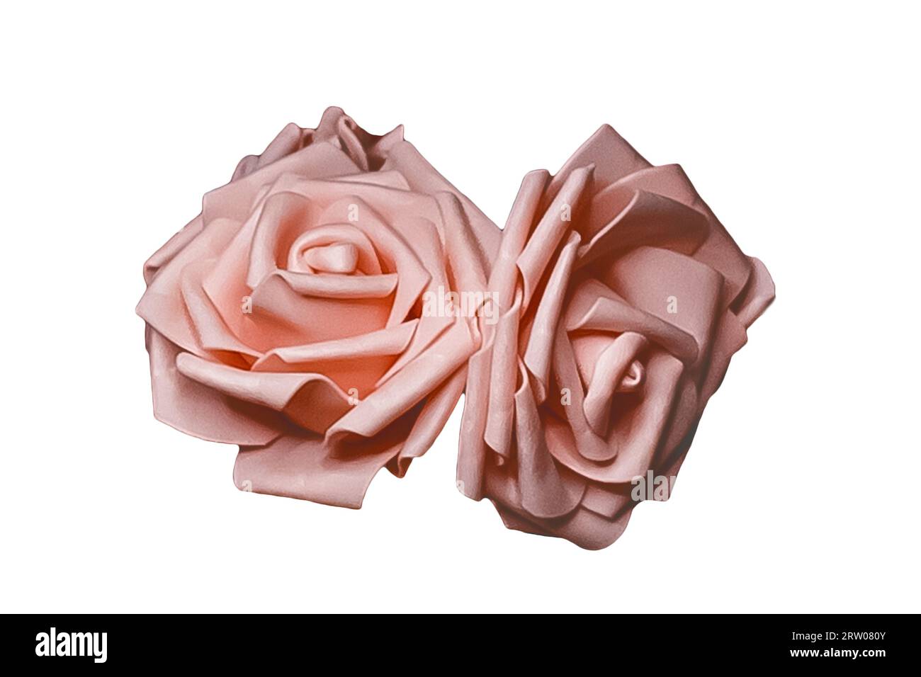 Close-up macro light cream-colored rose flower on white background ...