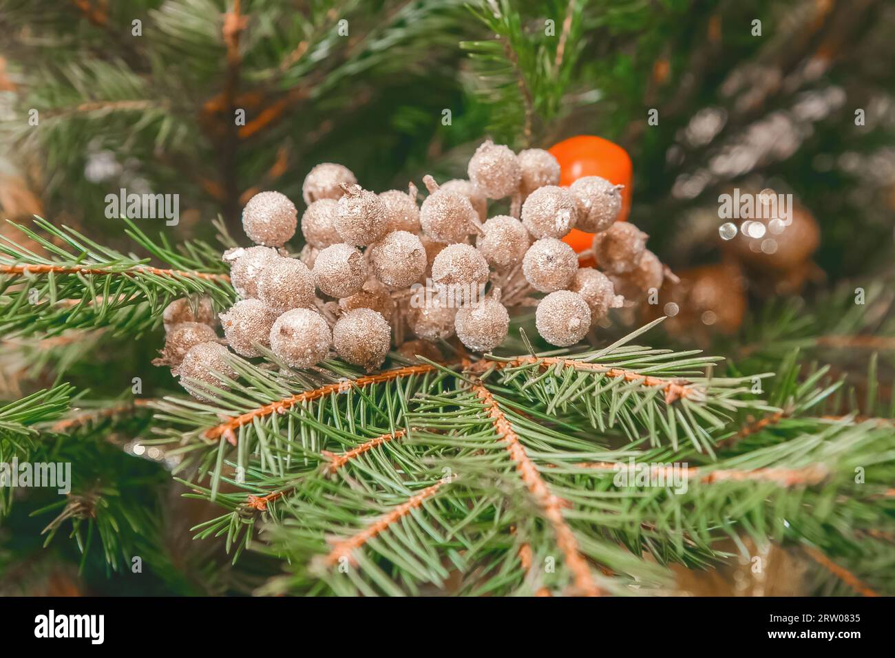 Juniper close-up on the branches of a green spruce, a Christmas tree ...
