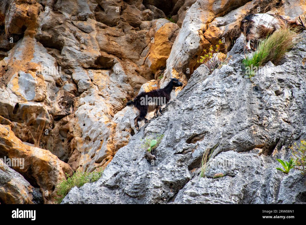 Mountain Goat on a Cliff Stock Photo - Alamy