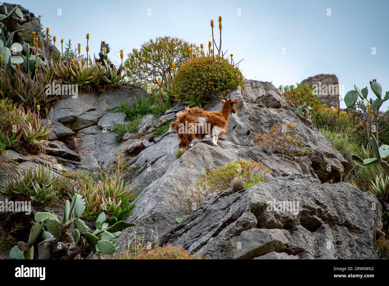 Mountain Goat on a Cliff Stock Photo - Alamy