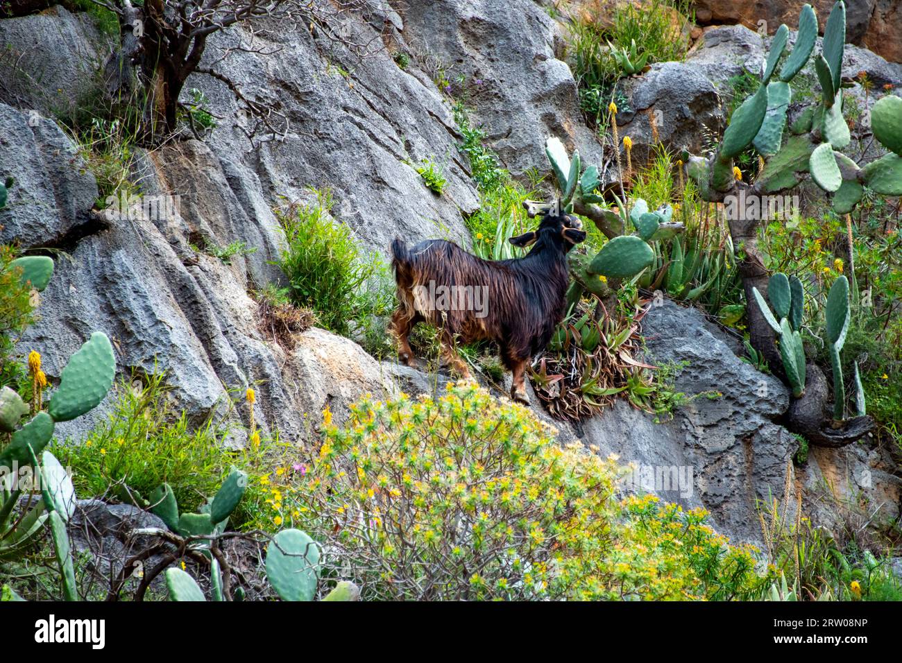 Mountain Goat on a Cliff Stock Photo - Alamy