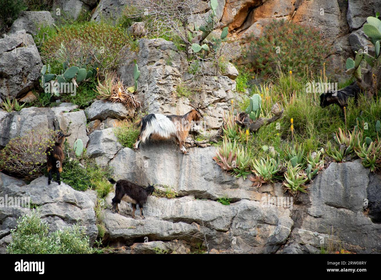 Mountain Goat on a Cliff Stock Photo - Alamy