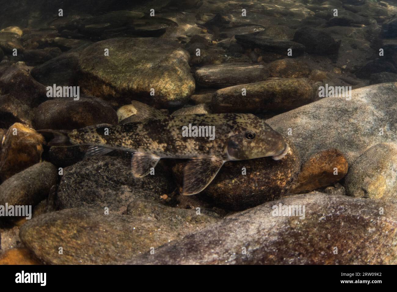 The northern hogsucker (Hypentelium nigricans) is a sucker fish native ...