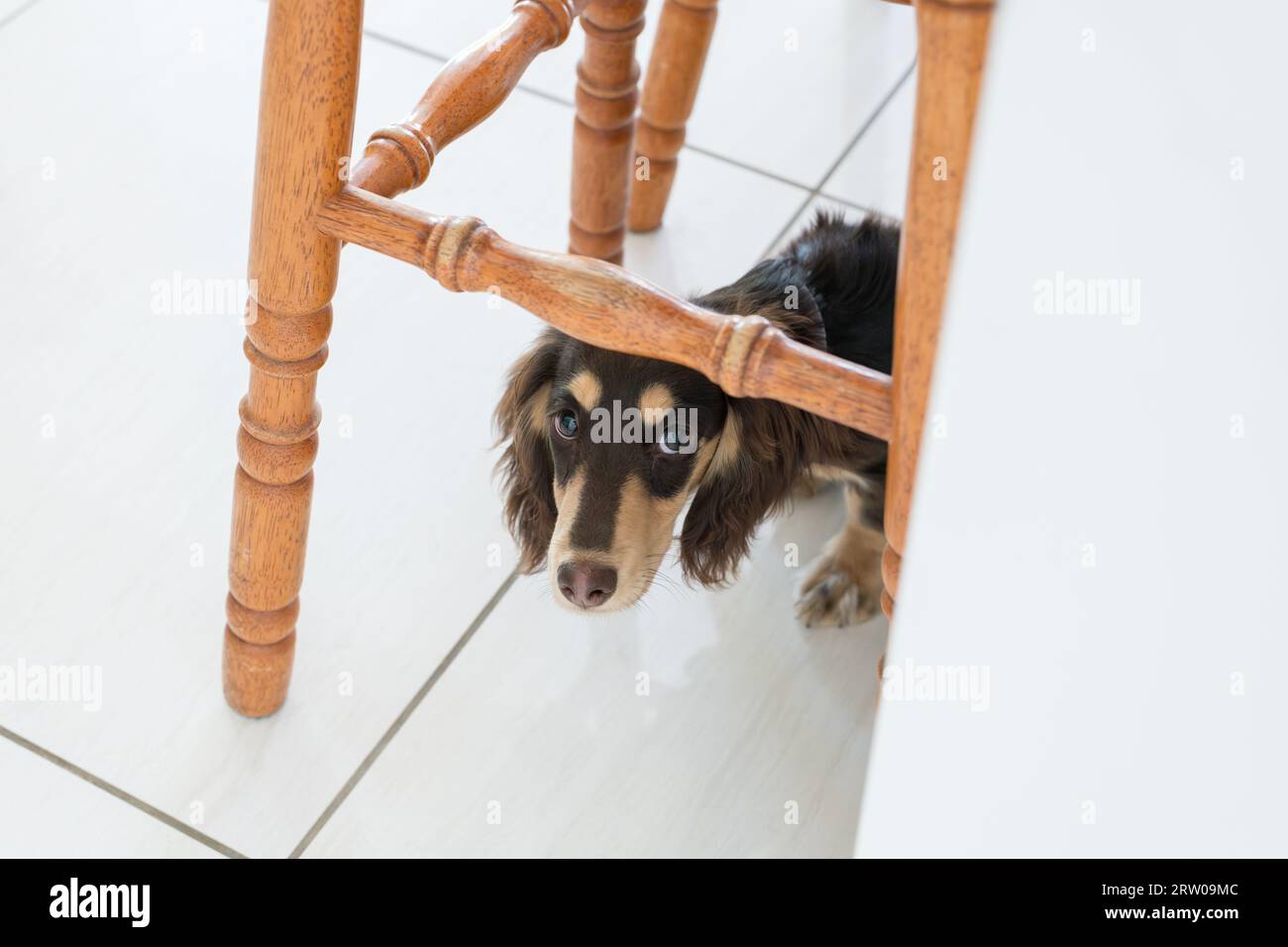 Dachshund puppy dog hiding under a chair and afraid to come out ...
