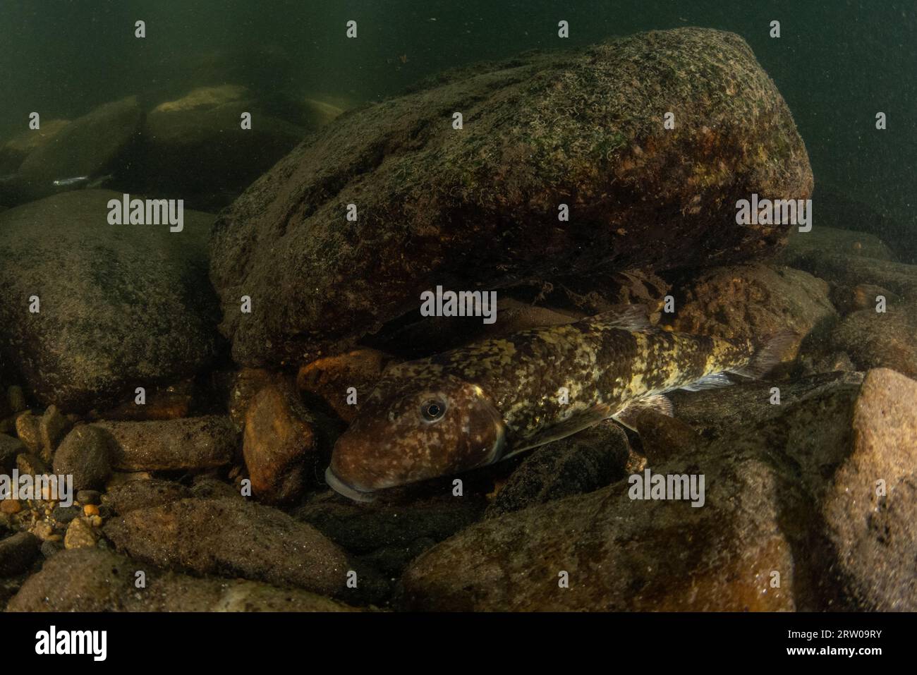 The northern hogsucker (Hypentelium nigricans) is a sucker fish native ...