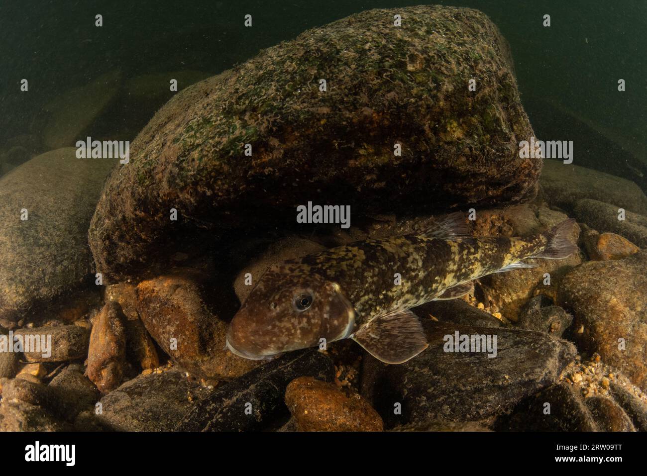 The northern hogsucker (Hypentelium nigricans) is a sucker fish native ...