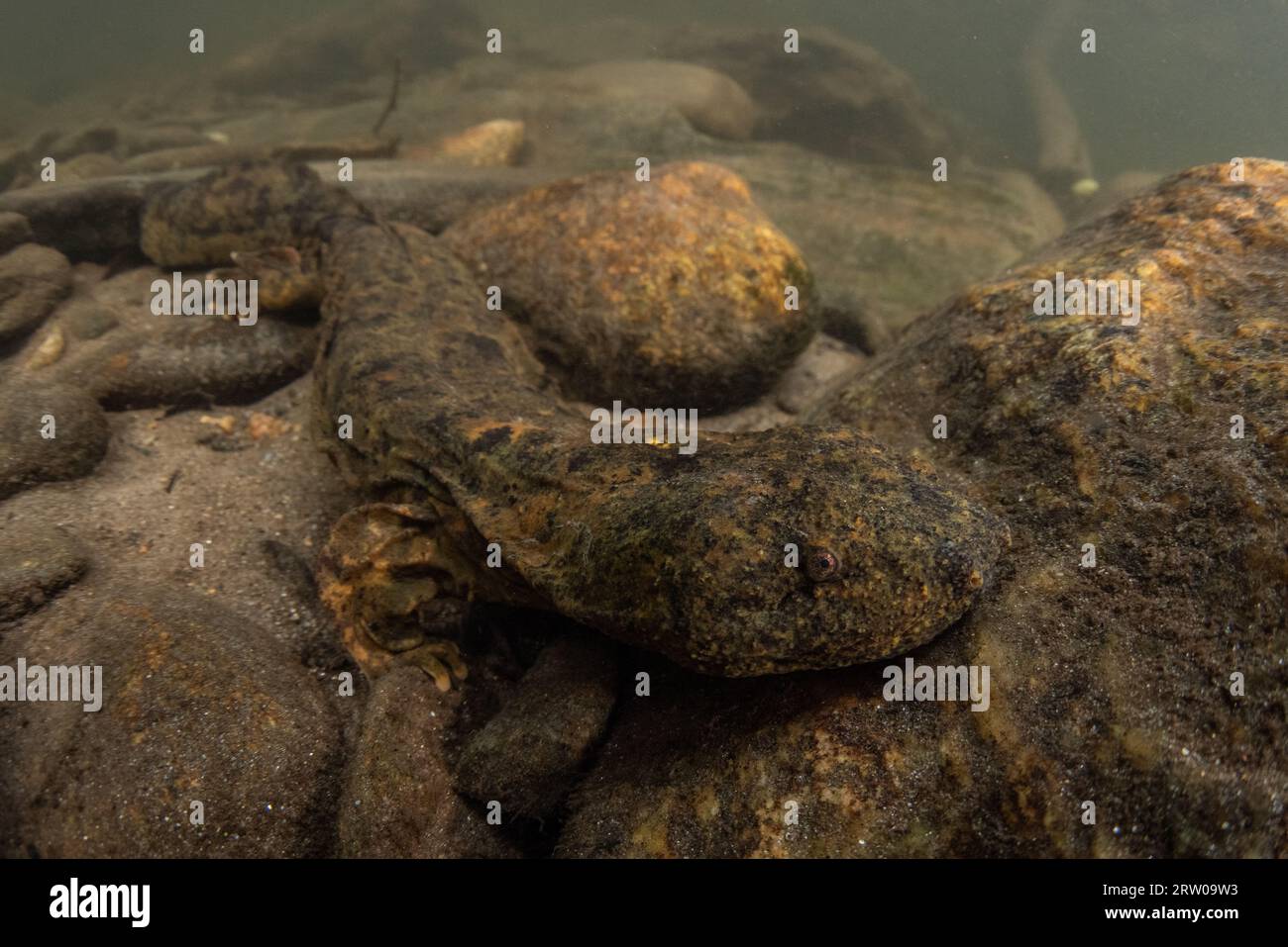 A camouflaged hellbender (Cryptobranchus alleganiensis) a giant aquatic ...