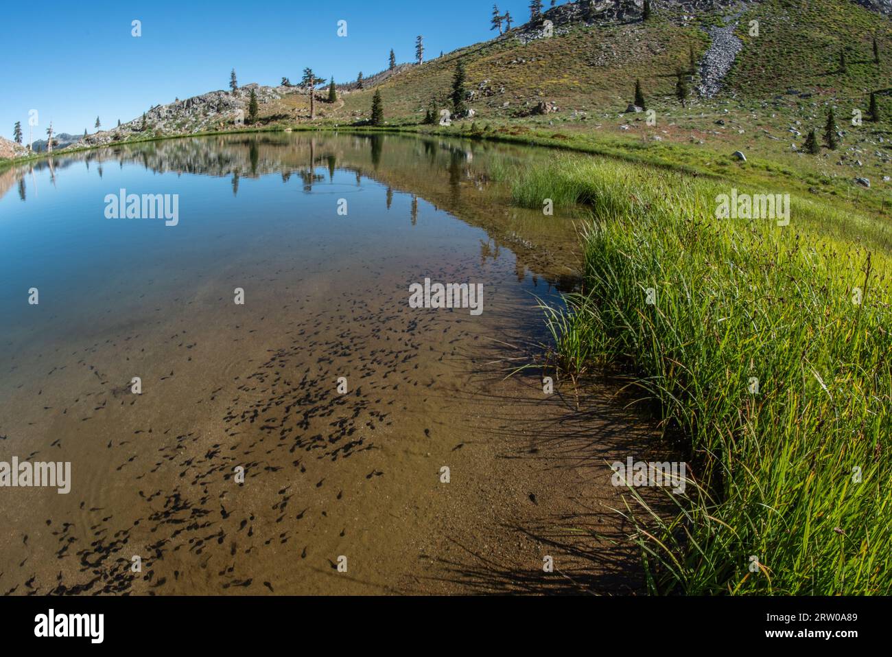 Western toad tadpoles schooling in the shallows of a high elevation ...
