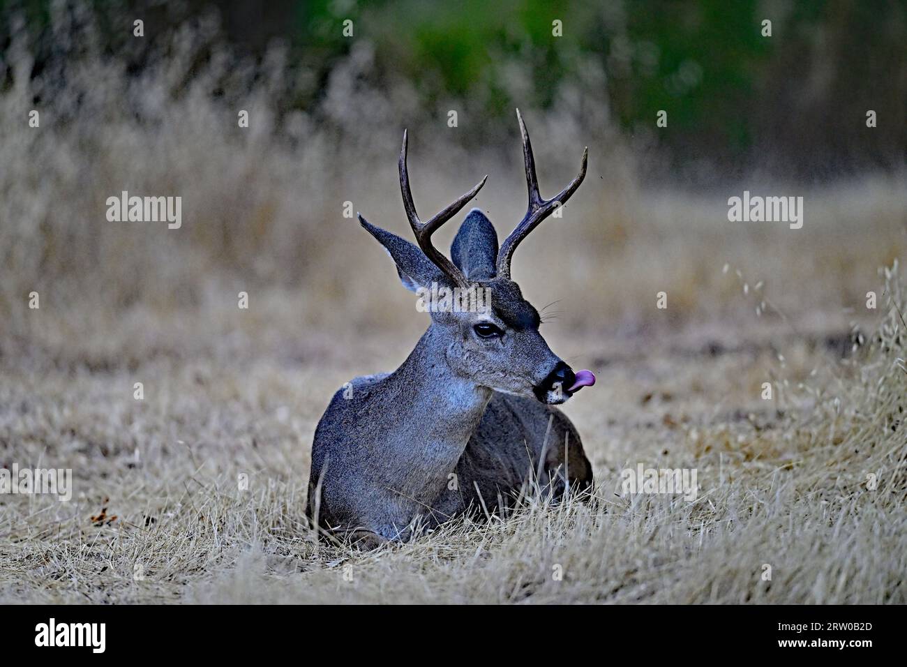 Black-tailed dear with tongue out Stock Photo - Alamy