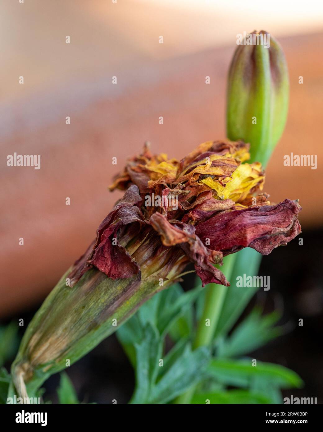 Dying French Marigold Flower and fresh new bud, Tagetes Patula, the old ...