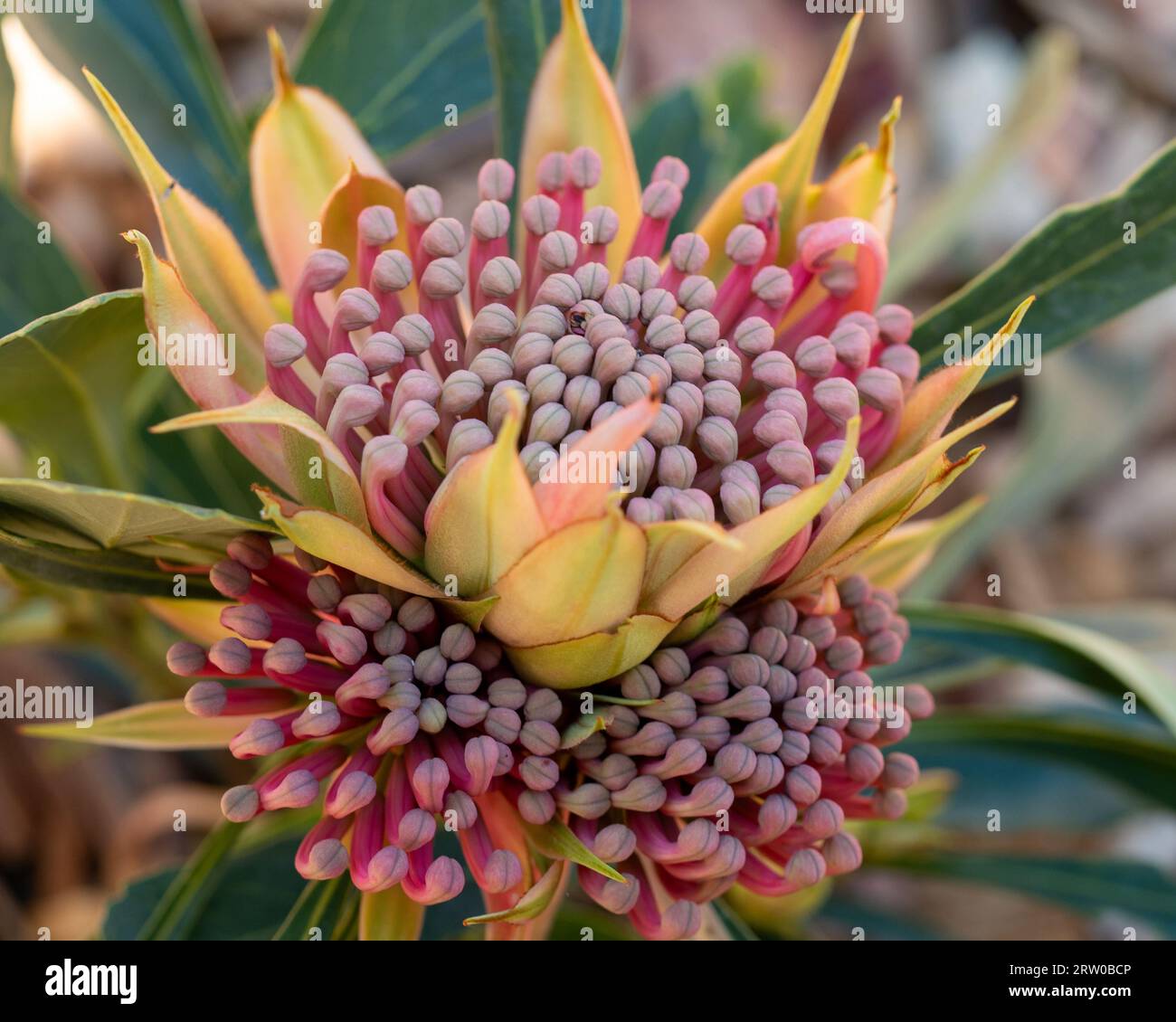 Essies gift hi-res stock photography and images - Alamy