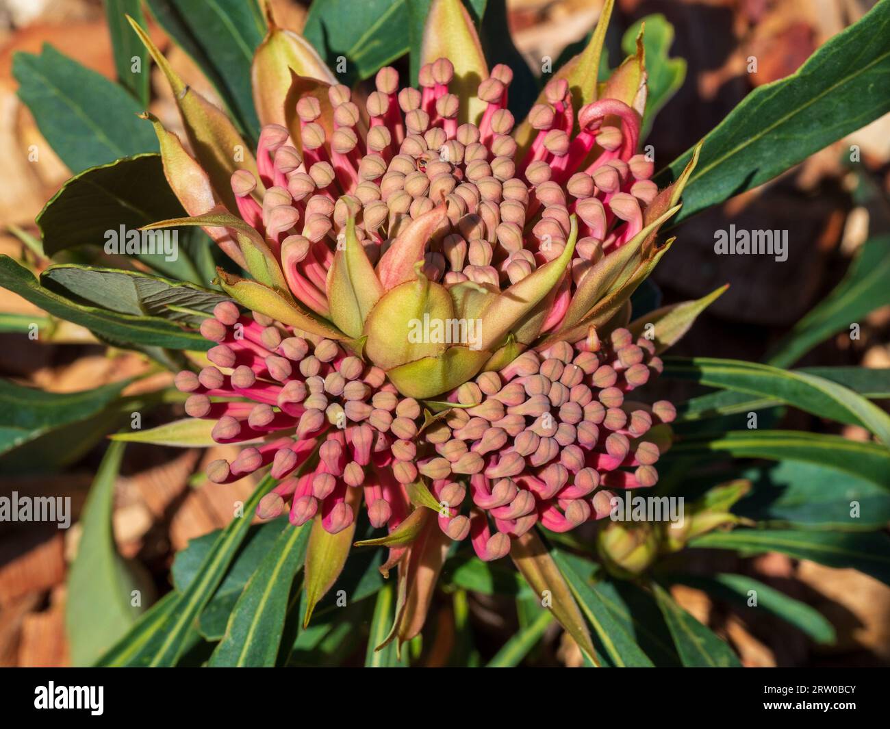 Waratah Flowers blooming in Australia , Telopea hybrid “Essie’s Gift ...