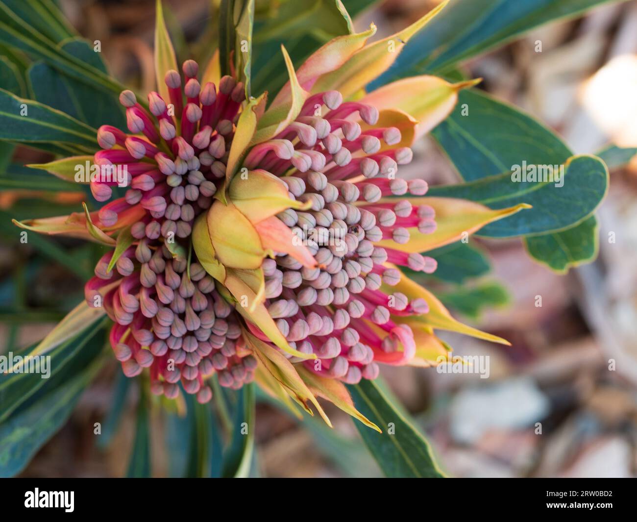Native waratah telopea flowers australia hi-res stock photography and ...