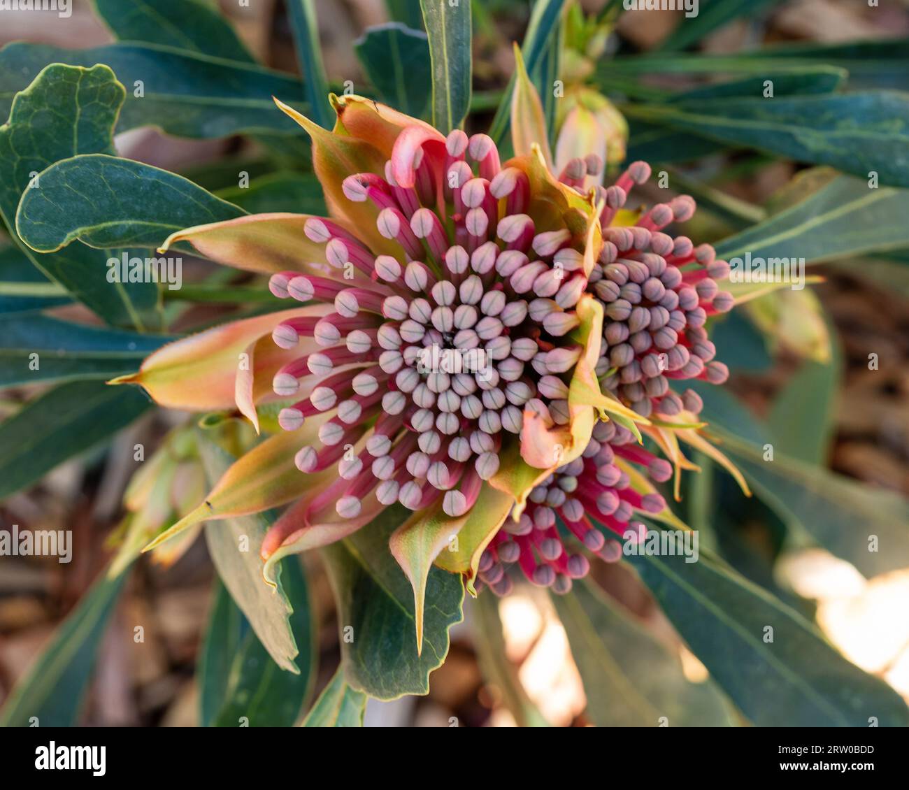 Waratah Flowers blooming in Australia , Telopea hybrid “Essie’s Gift ...
