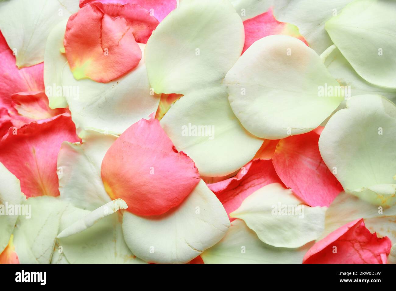 Pink and white rose petals background, Closeup rose petals background ...