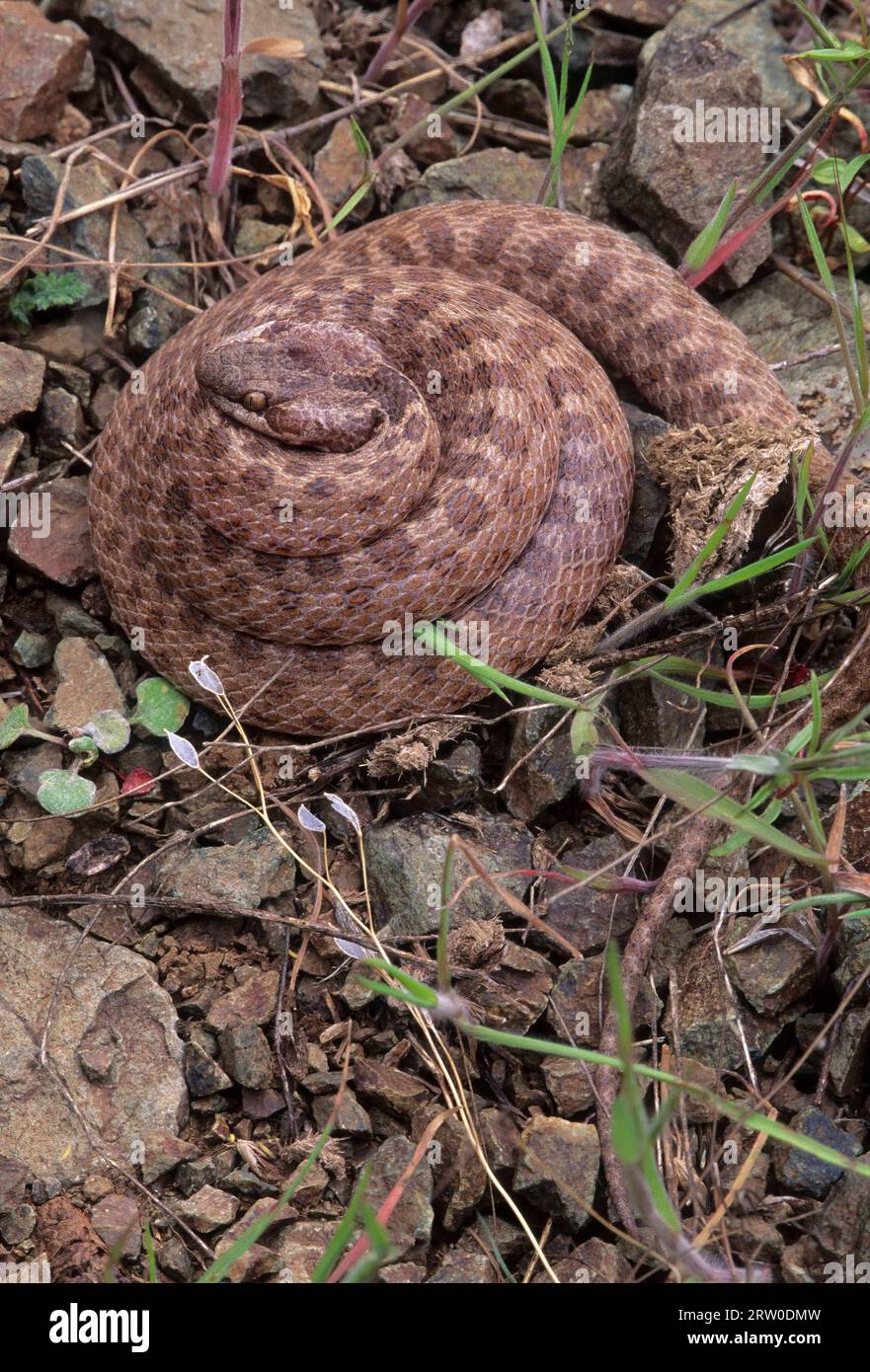 Northern Hognose Snake