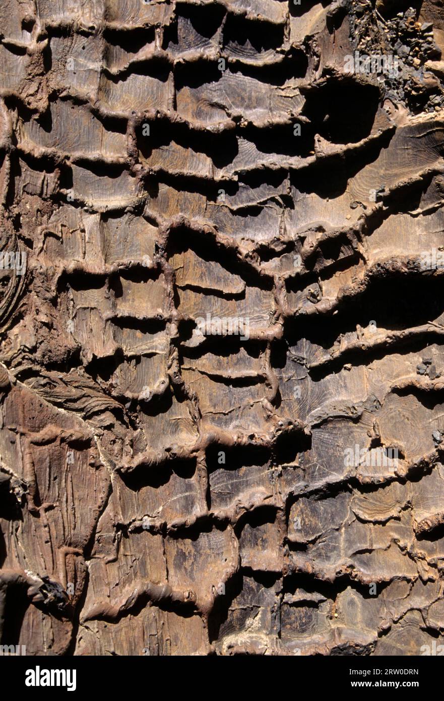 Tree mold at Tree Molds Area, Craters of the Moon National Monument ...