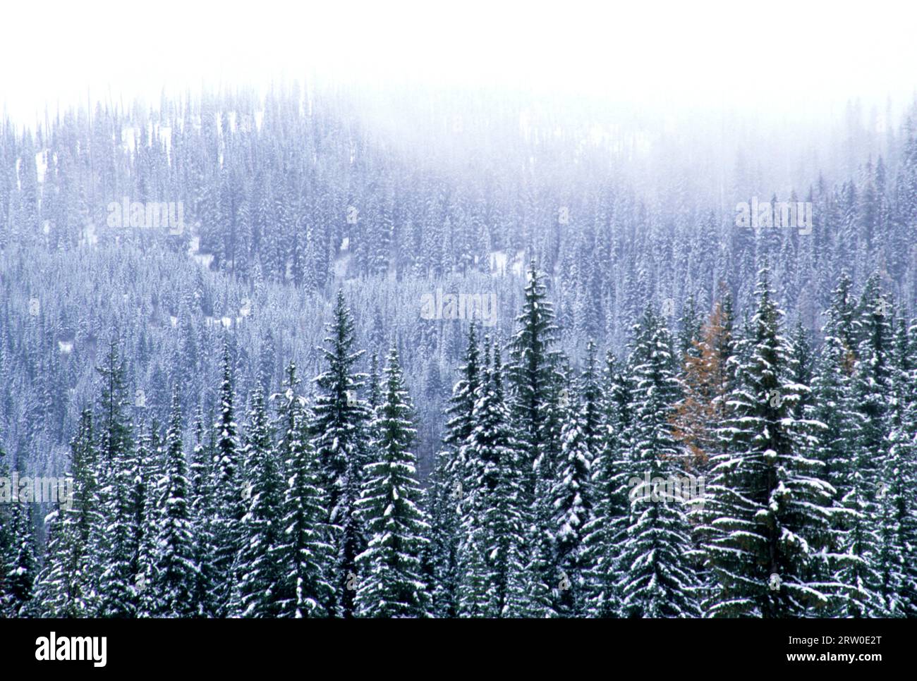 Forest in snow at Lolo Pass, Clearwater National Forest, Northwest ...