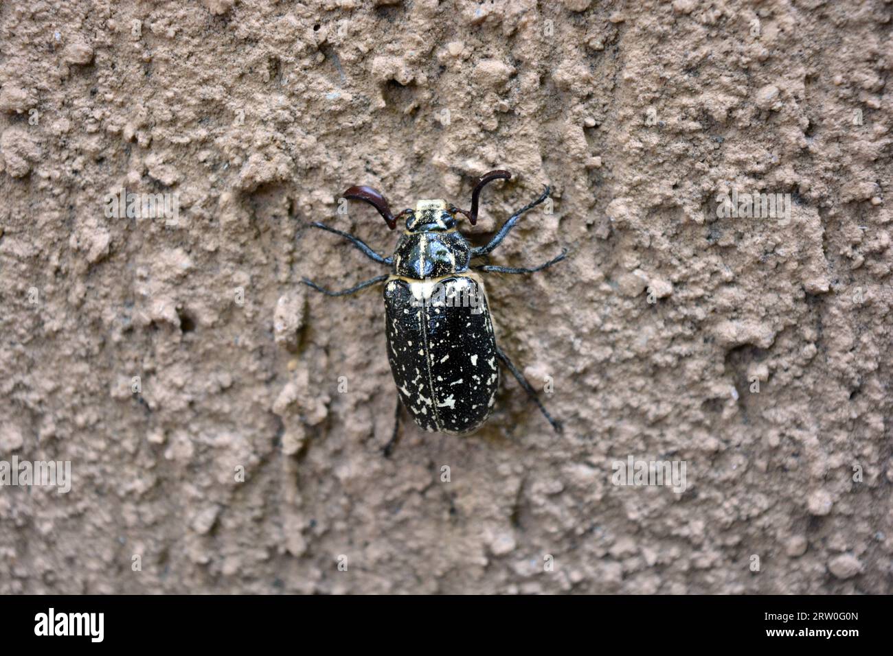 Nature, beautiful beetles, insects. Large brown black May beetle on ...