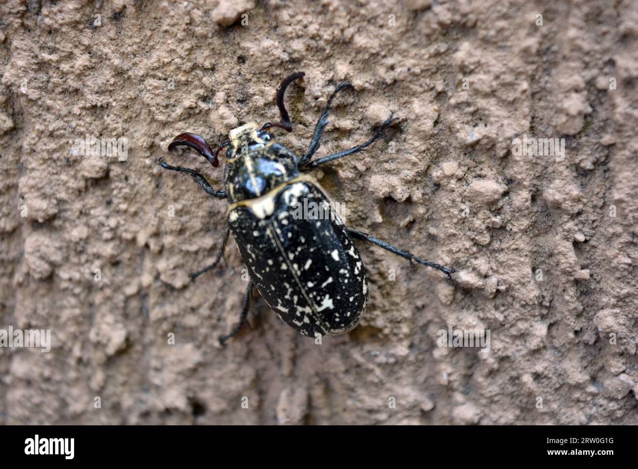 Nature, beautiful beetles, insects. Large brown black May beetle on ...