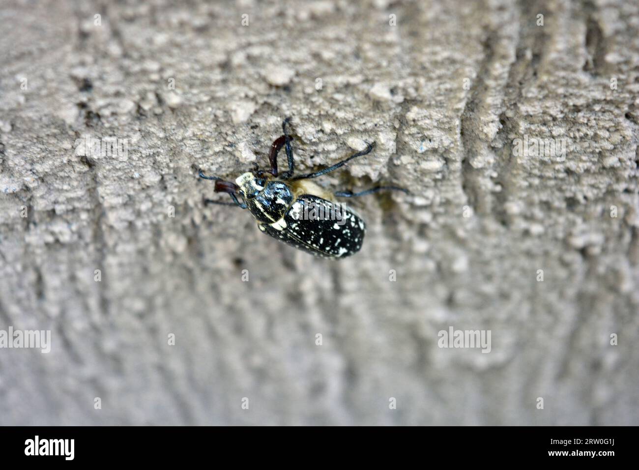 Nature, beautiful beetles, insects. Large brown black May beetle on ...