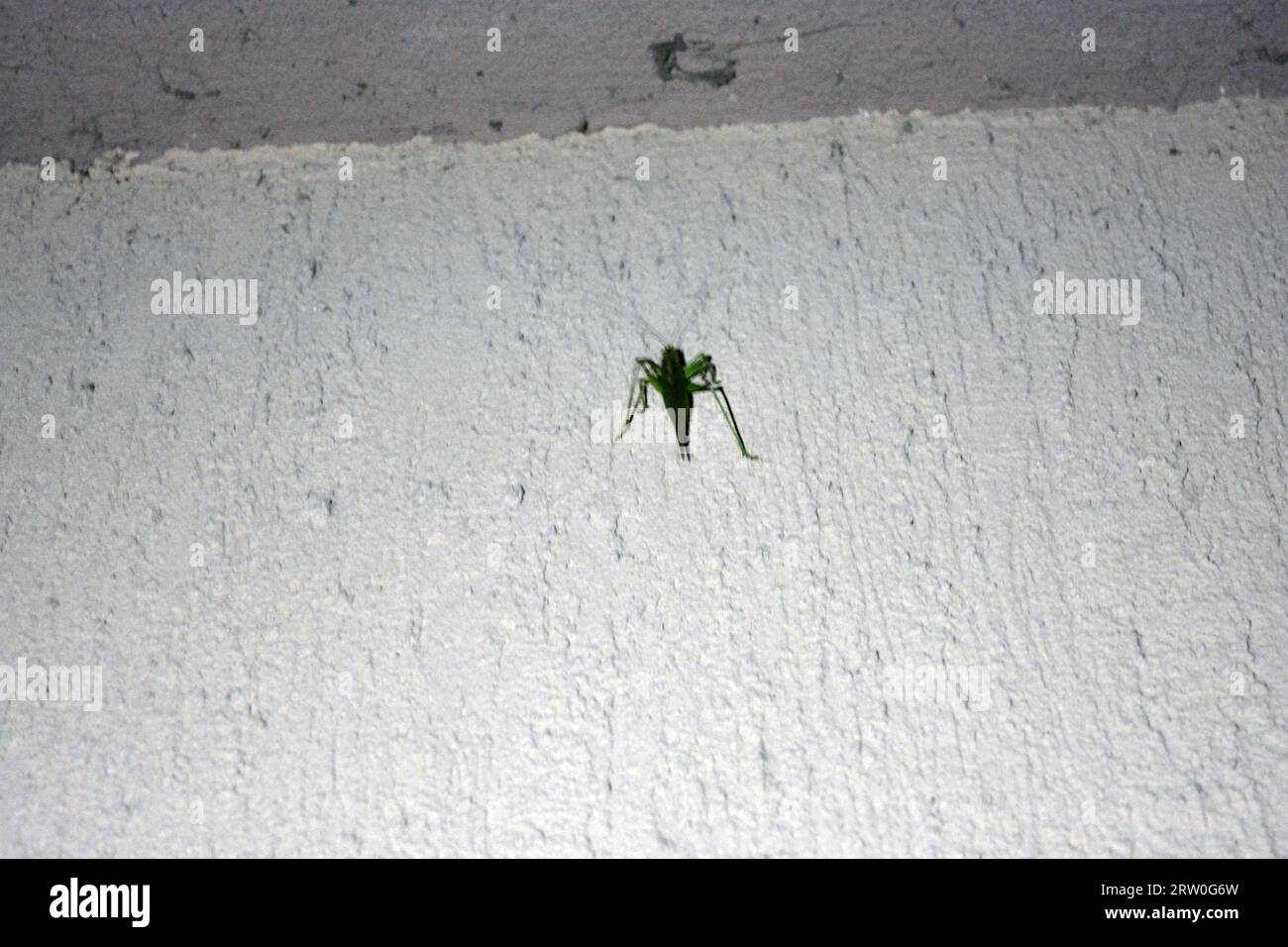 Nature, beautiful beetles, insects. Large green grasshopper, large ...