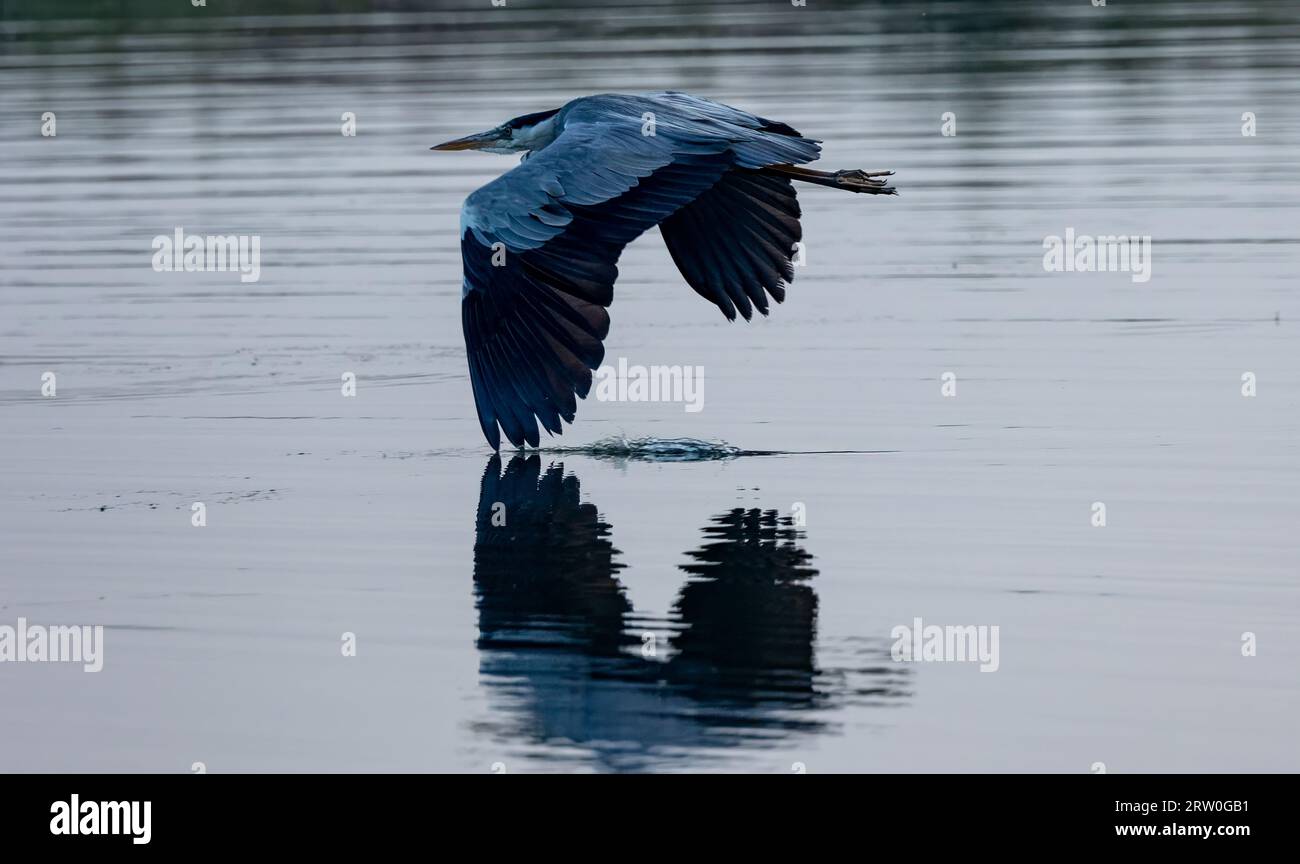 A majestic bird flying above a tranquil body of water with its wingspan ...