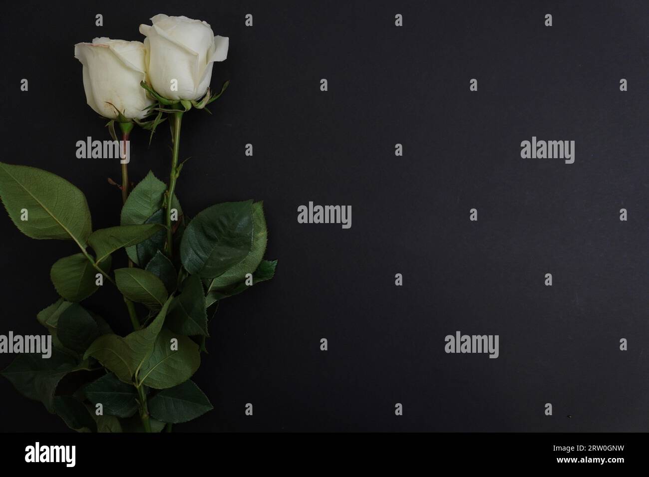 death and funeral card with white rose Stock Photo - Alamy