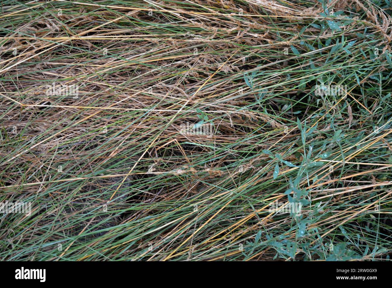 Long thin green grass with schema trunk, golden hay and green grass ...