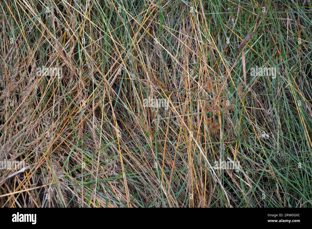 Trunk tree schema hi-res stock photography and images - Alamy