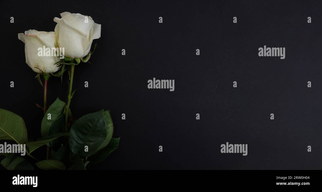 death and funeral card with white rose Stock Photo - Alamy