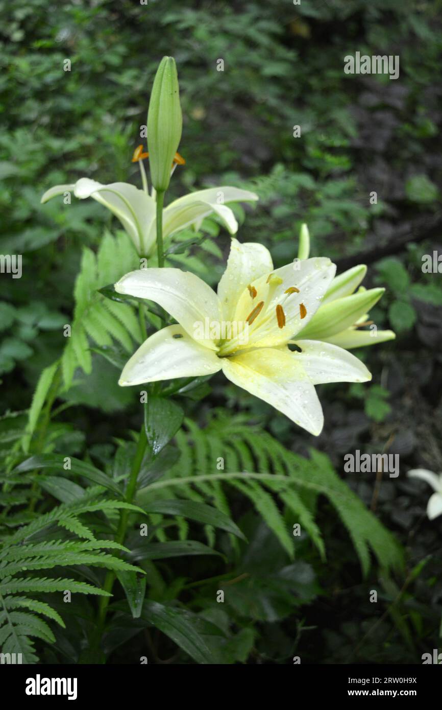 Landscaping, beautiful and large smelling flowers light, yellow, white ...
