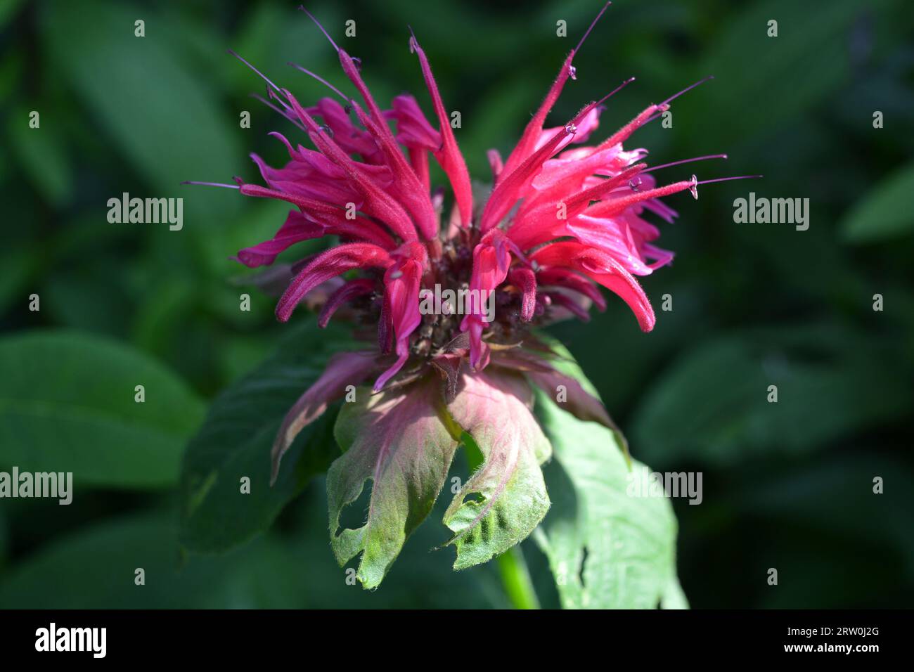Beautiful bright and colorful flowers that grow in the home garden. Red ...