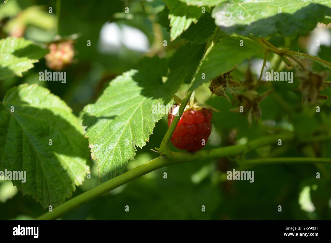 Delicious and healthy fruits, healthy food, health. Natural, brown ...