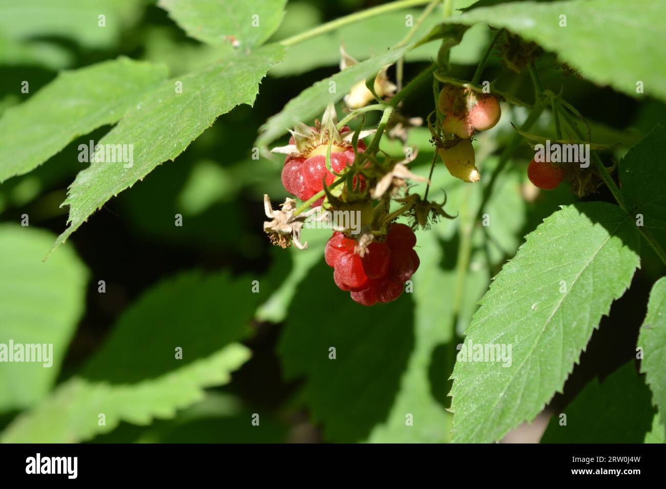 Delicious and healthy fruits, healthy food, health. Natural, brown ...