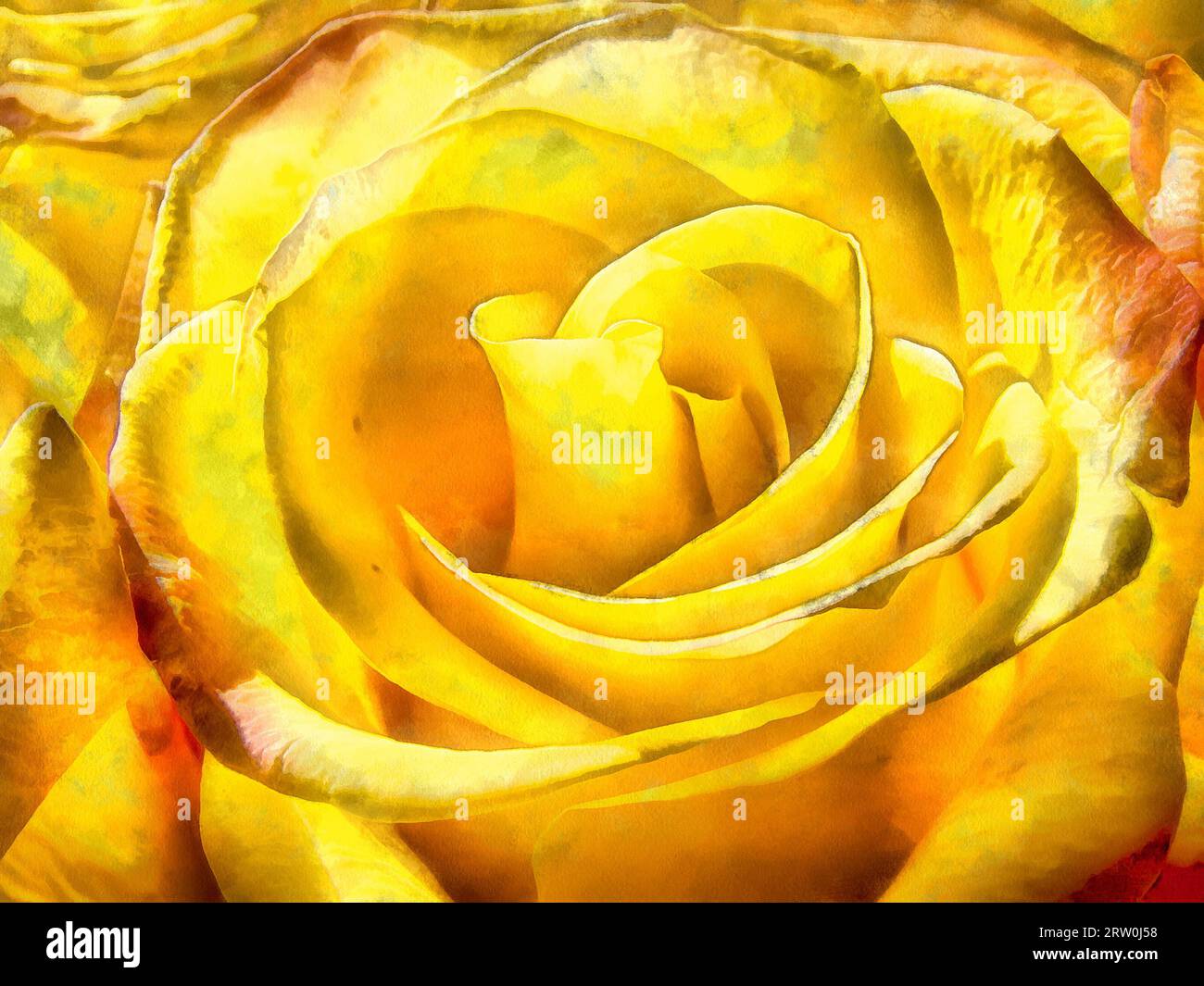 Bright yellow roses illustration, digital painting effect, photo ...