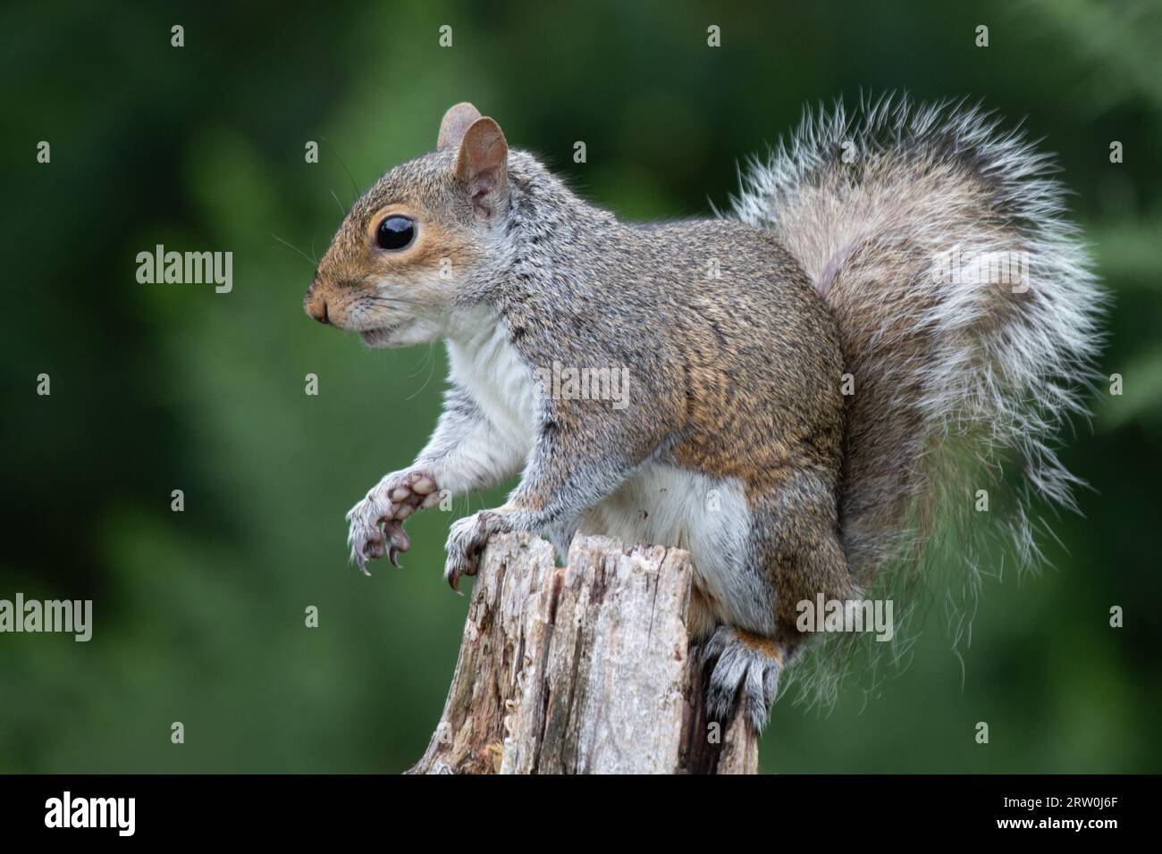 a profile portrait of a grey squirrel as it perches on an old tree ...