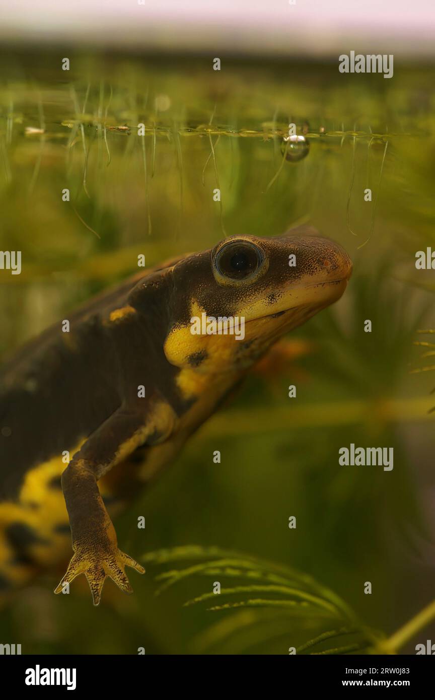 Sword tailed newt hi-res stock photography and images - Alamy