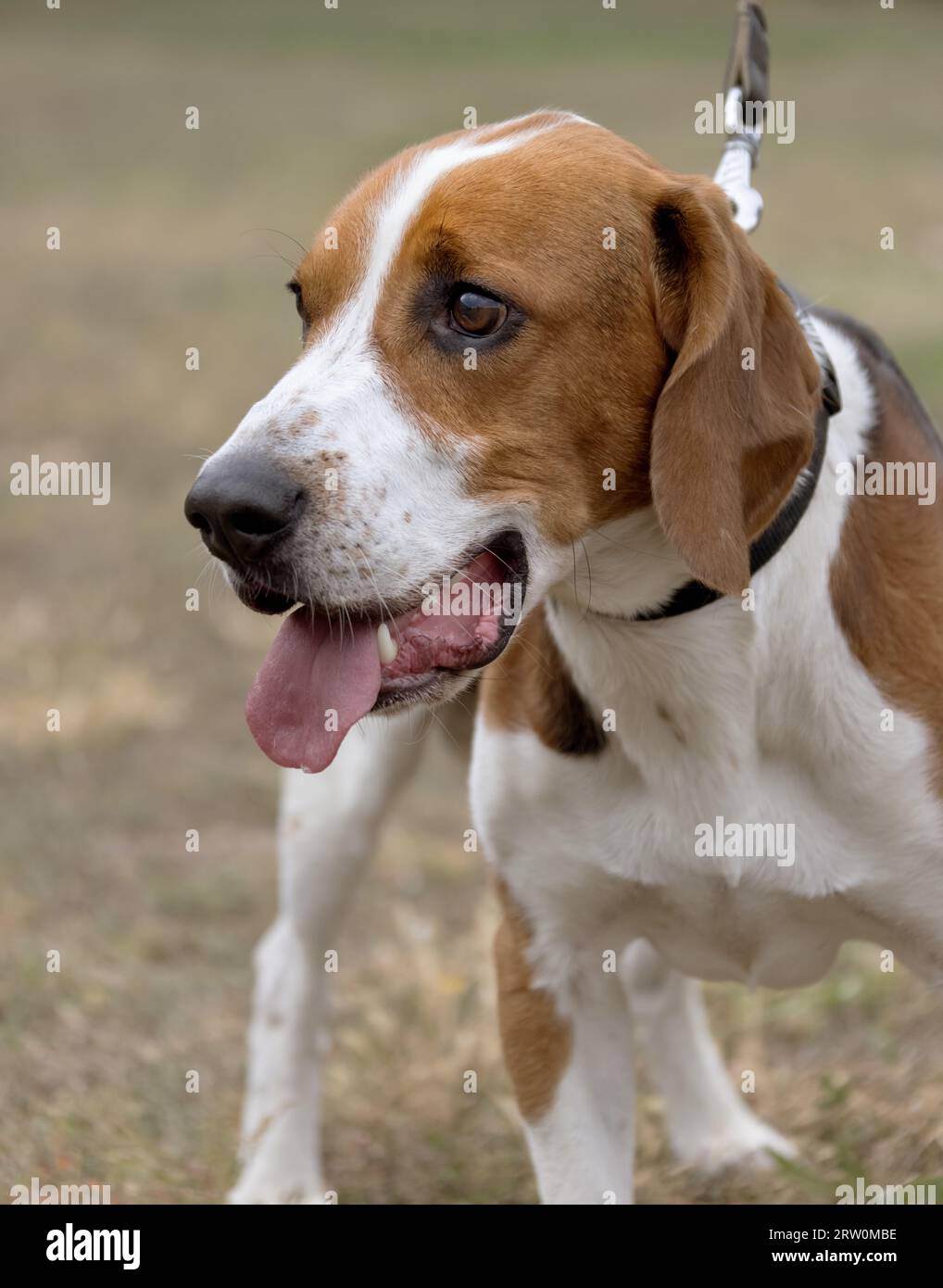 A happy beagle dog with fluttering ears runs through the autumn green ...