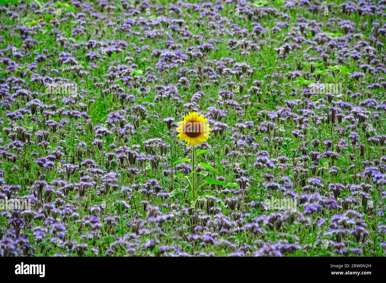 Sunflower (Helianthus annuus) and scorpion-weed (Phacelia), Belgium ...