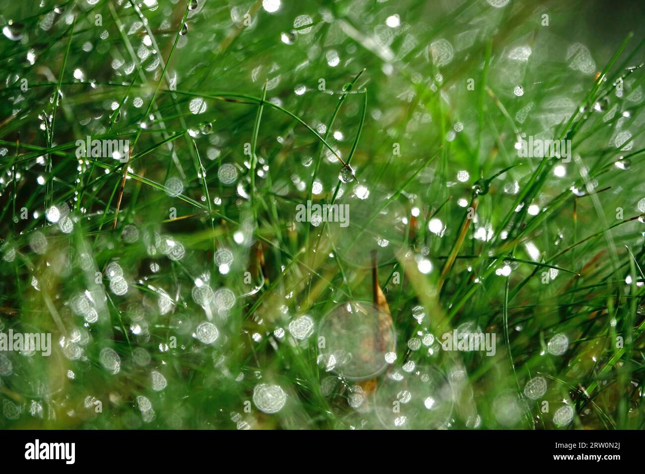 Beautiful water dew hi-res stock photography and images - Alamy