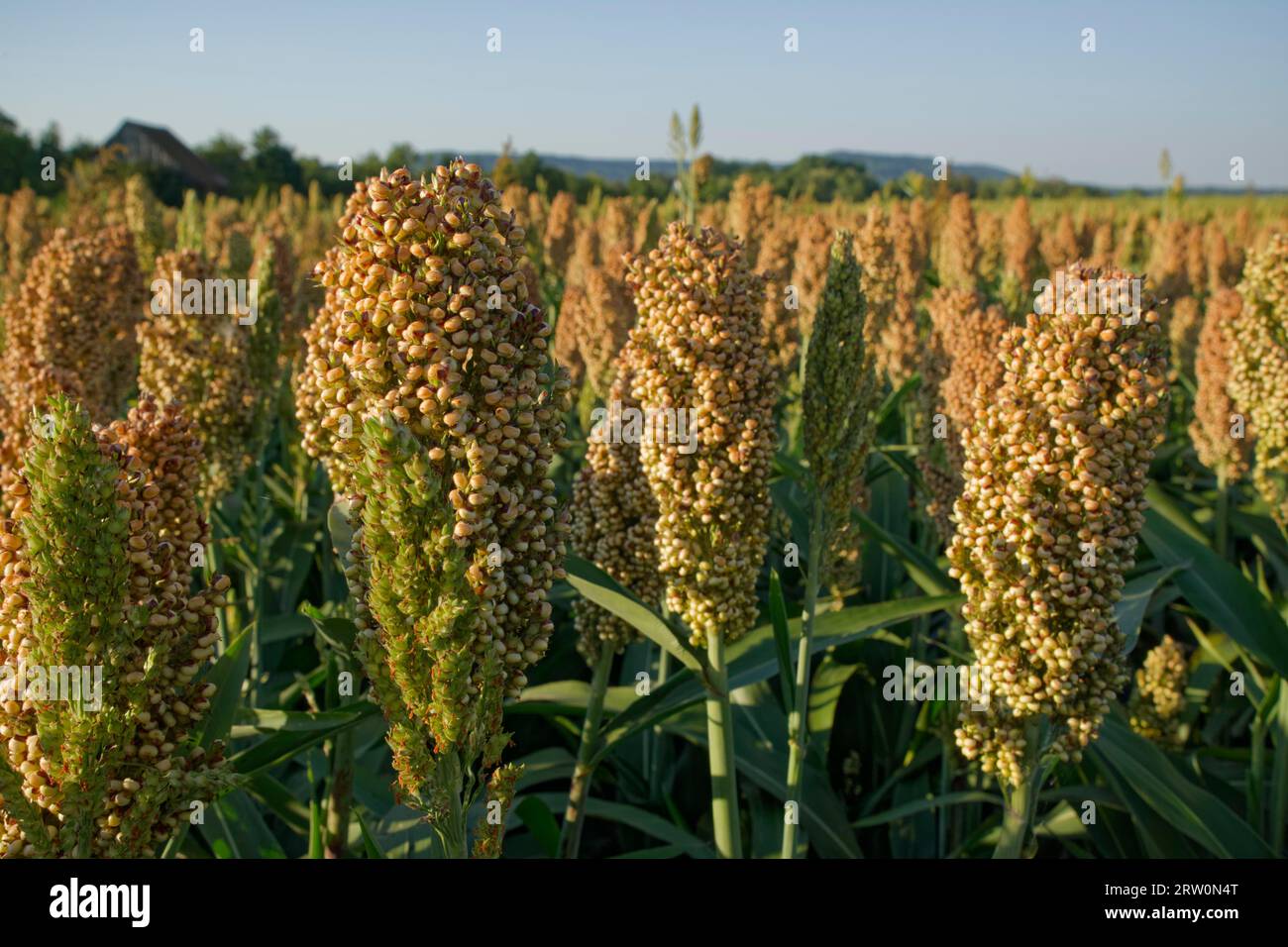 Sorghum millet (sorghum), Schwaebisch Hall, Heilbronn-Franken ...