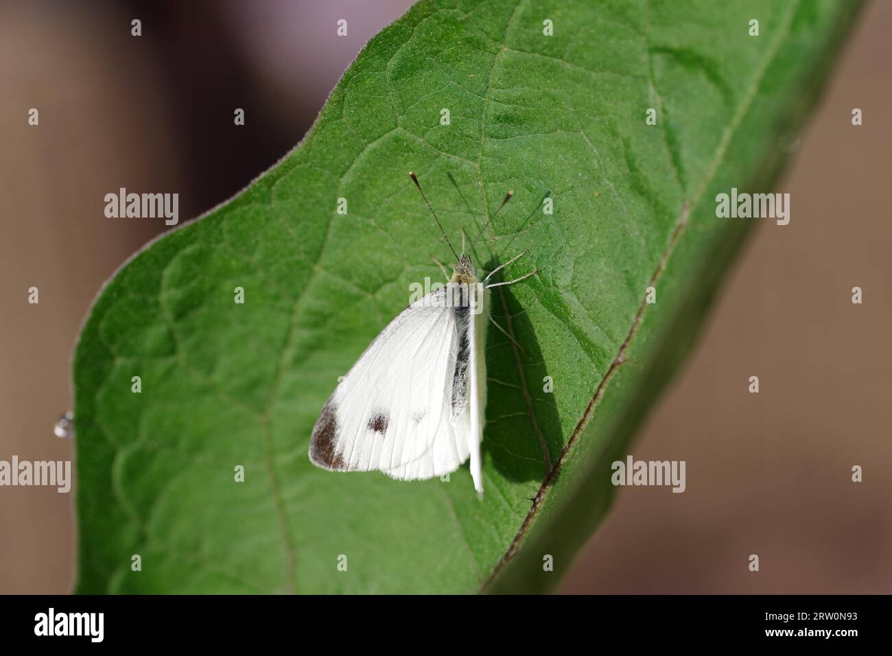 Close-up, small white, male, butterfly, insect, white, leaf, green ...