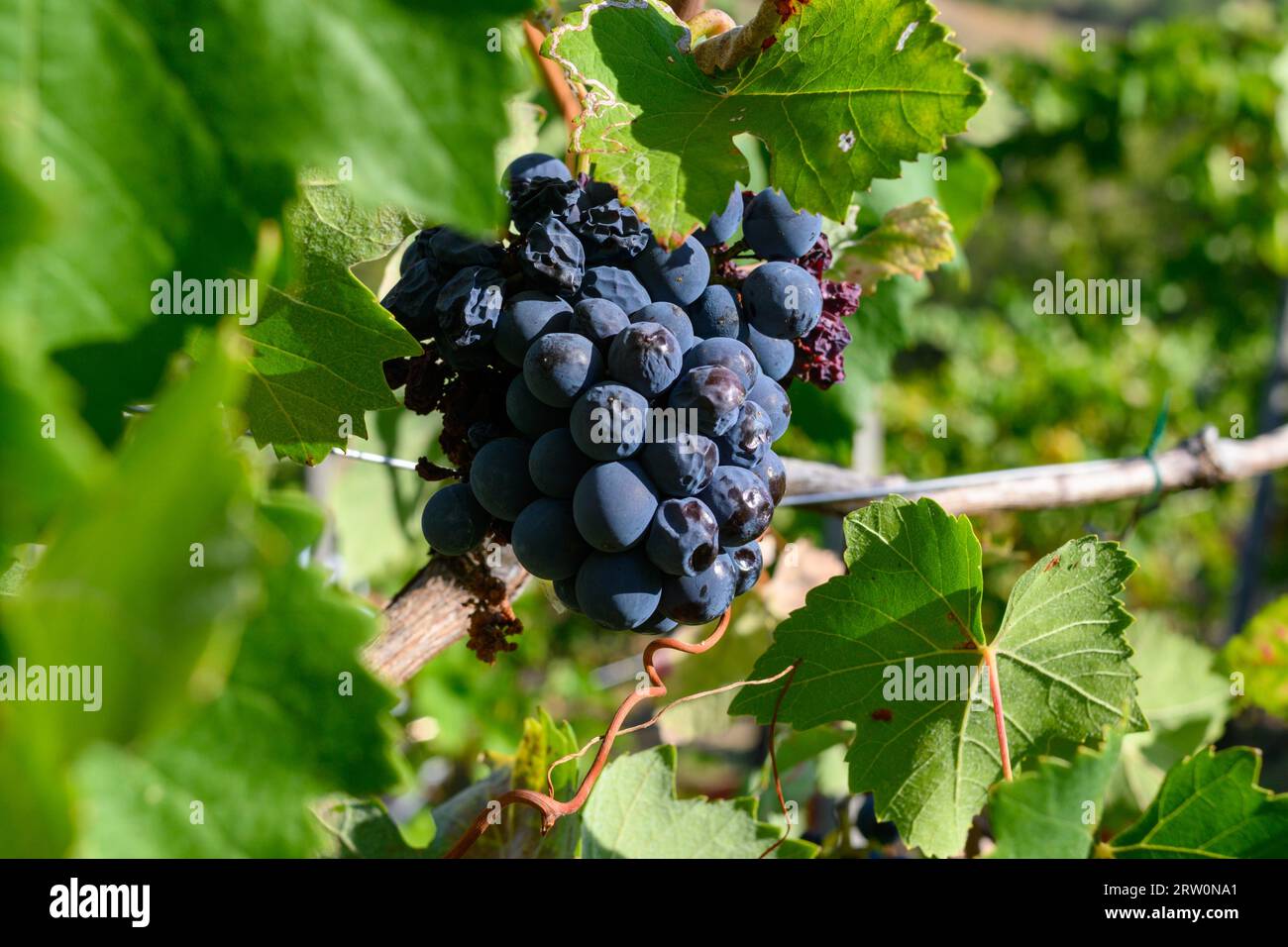 Damaged dry organic grapes in vineyard plantation due to drought and ...