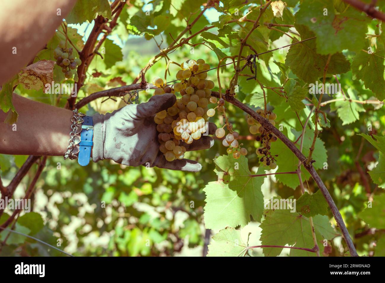 Woman farmer trim sauvignon grape with sscissors from plant in wine ...