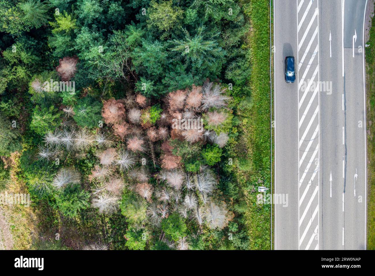 Forest dieback in Black Forest, scrawny conifer in a forest, drone ...
