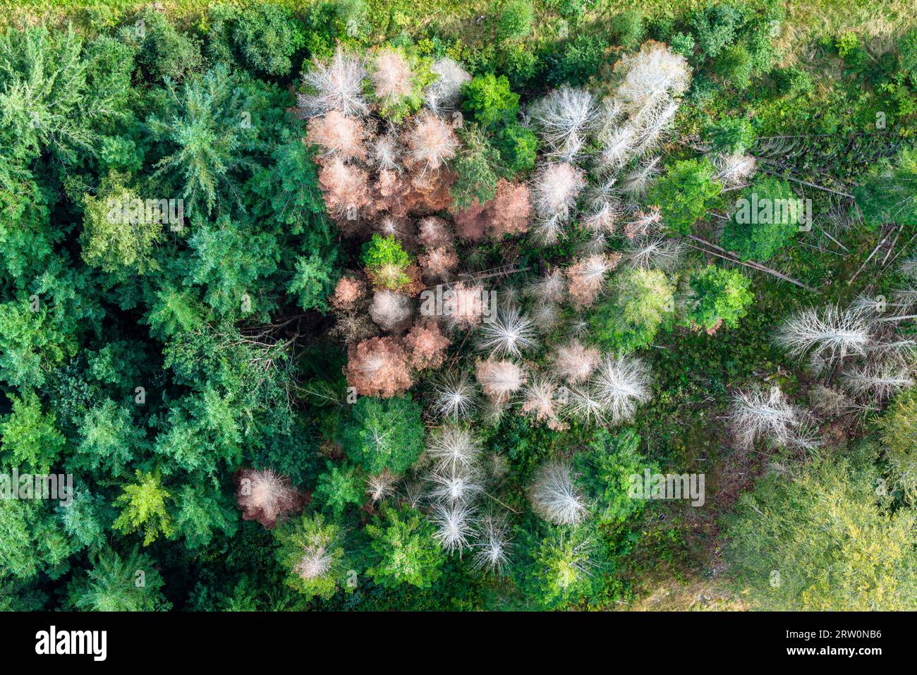 Forest dieback in Black Forest, scrawny conifer in a forest, drone ...