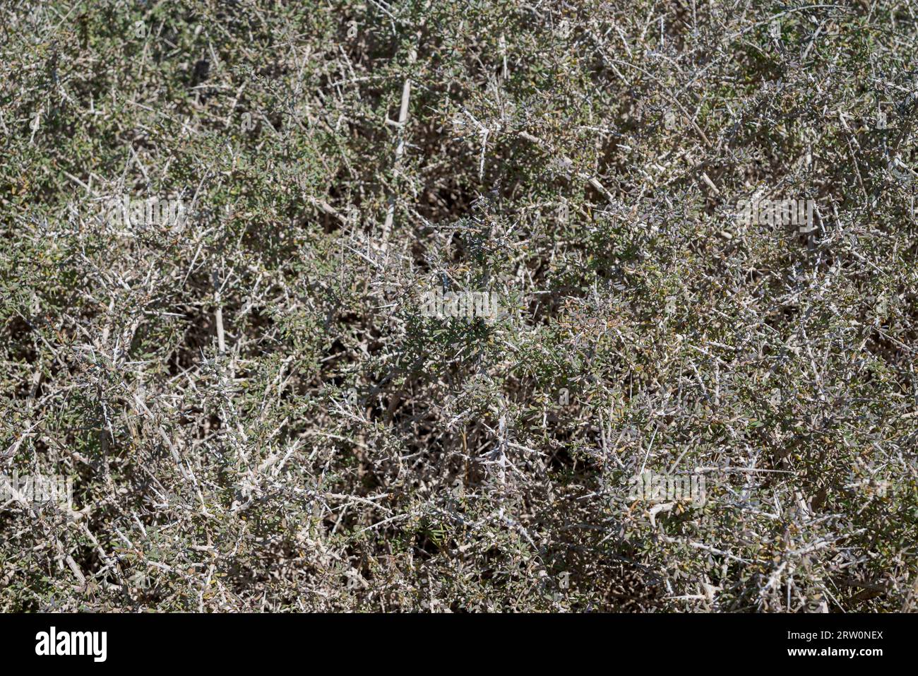 Southern boxthorn, Lycium intricatum. Photo taken in the Tabarca Island ...