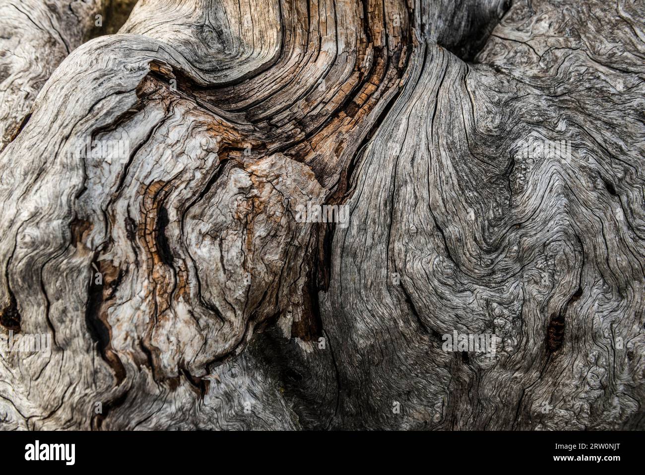 Weathered tree bark, Canton Appenzell-Innerrhoden, Switzerland Stock ...